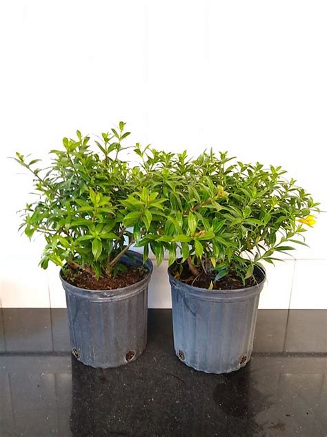 Allamanda Compacta Dwarf Allamanda Plantvine