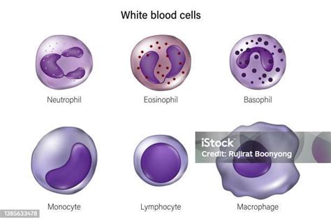 Jenis Sel Darah Putih Neutrofil Eosinofil Basofil Monosit Limfosit Dan