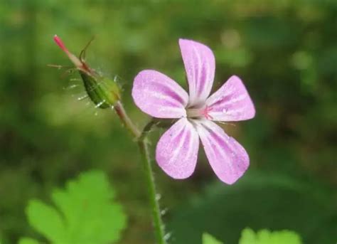 Difference Between Actinomorphic And Zygomorphic Flower Relationship