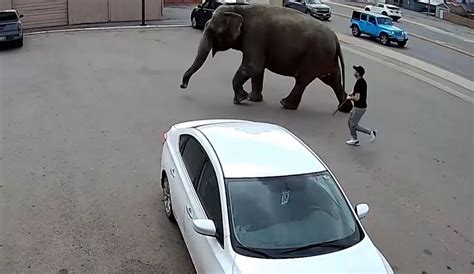 Elephant Escapes Circus And Strolls Around Town Then Leaves Massive