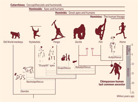 Hominins Originated In Africa From Ape Ancestors Unlike Any Living