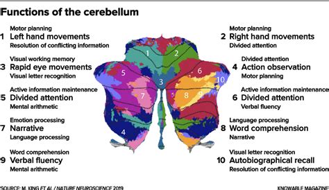 Cerebellum Function Tests