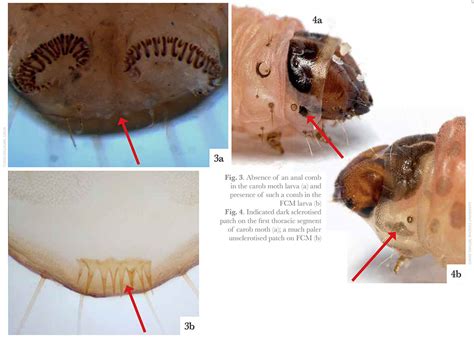 Identification Of False Codling Moth And Carob Moth Larvae Sa Fruit Journal