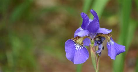 Panduan Lengkap Perawatan Dan Ciri Ciri Bunga Iris Jenis Simbol Dan Tips Praktis