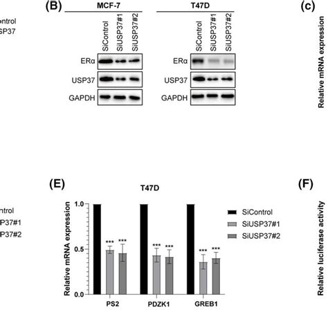 USP37 depletion inhibits ERαpositive breast cancer cell proliferation