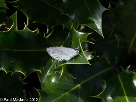 Holly Blue