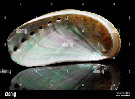 Haliotis Tuberculata The Shell Of This Species Grows As Large As 10 Cm