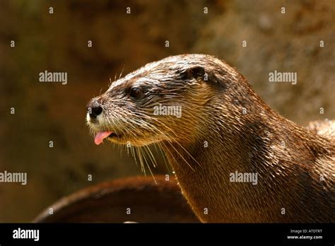 Northern River Otter Lontra Canadensis Florida C Stock Photo Alamy