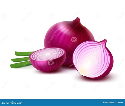 Vector Los Bulbos Enteros Y Cortados Frescos De La Cebolla Roja Con Las