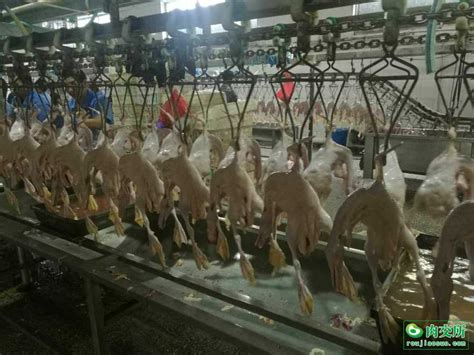 白条鸭批发山东潍坊市白条鸭价格肉交所