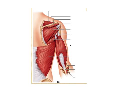 Shoulder Anatomy Quiz Free Printable Worksheet