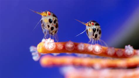 What Is Autofocus Camera Focus Technology Explained