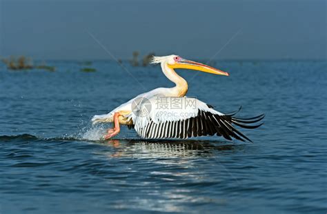 大鹈鹕飞越奈瓦沙湖沿岸高清图片下载 正版图片507219732 摄图网