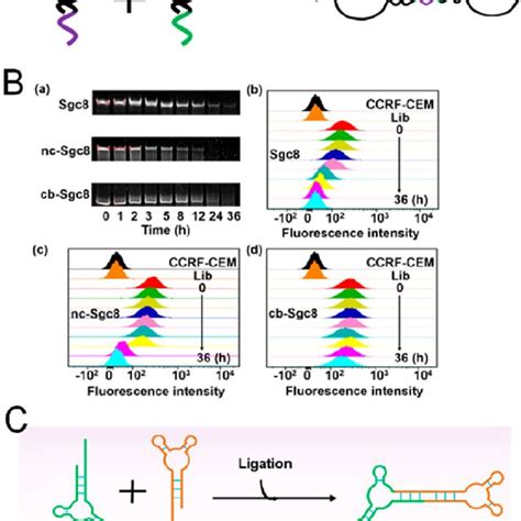 Formation Of Circular Bivalent Aptamers Through Ligation A Download Scientific Diagram
