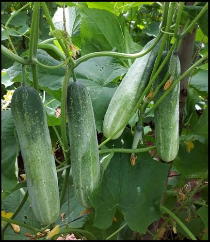 Cucumber F1 Rsc 1844 Manufacturer Supplier And Exporter From India