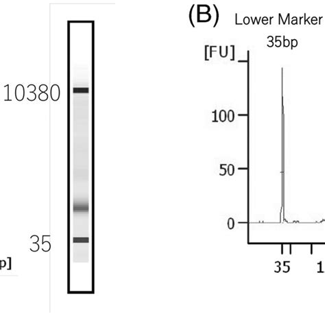 Changes In CfDNA Fragment Size And CfDNA Levels From Before To After Download Scientific