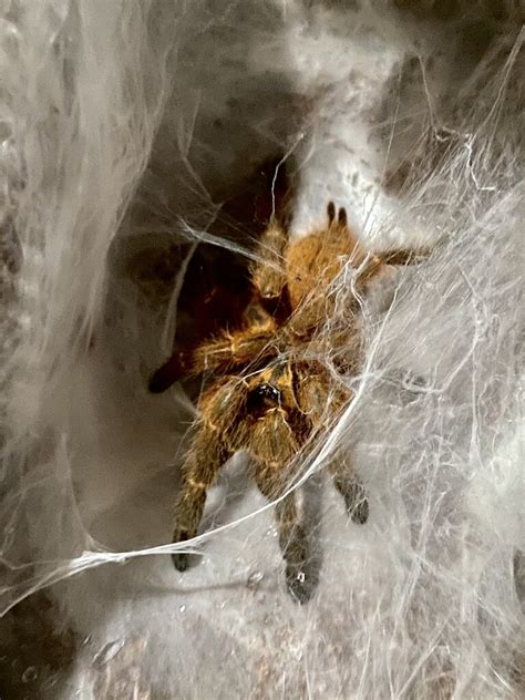P Murinus Arachnoboards
