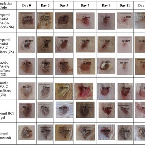 Stages Of Wound Healing Of The Different Treatment Groups Download