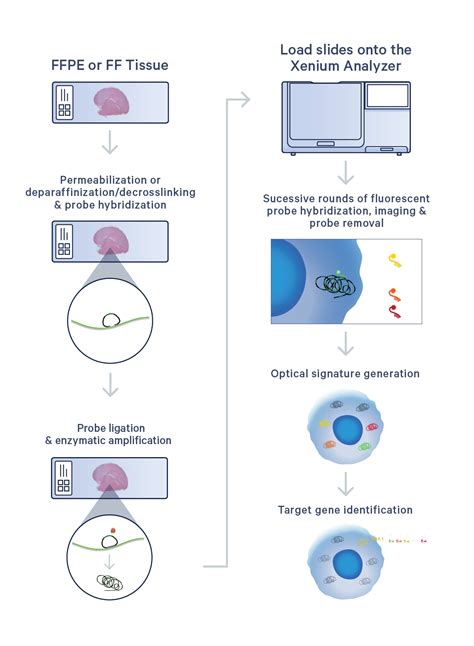 In Situ Analysis Technology 10x Genomics