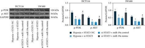 Mir 19a Mediates The Pi3kakt Signaling Pathway In The Hypoxia Exposed