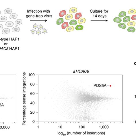 Cohesin Acetylation Converts Cohesin Into A Pds5a Bound State A