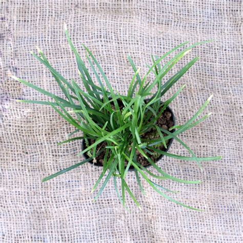 リュウノヒゲ 50ポットセット グランドカバー 常緑 多年草