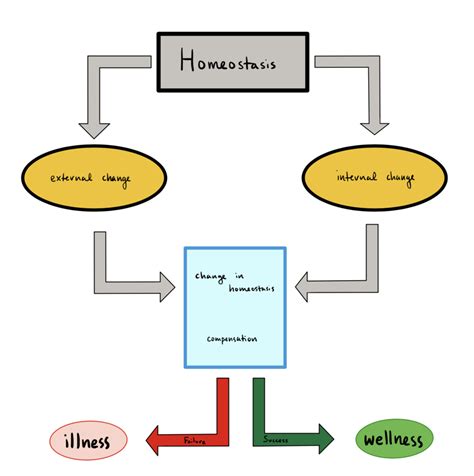 Signaling Pathway In A Feedback Loop Used To Maintain Homeostasis At Rosemary Hurwitz Blog