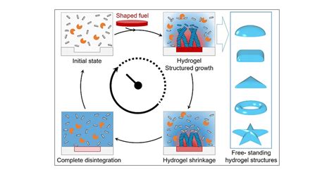 Transient Assembly Of Macroscopically Structured Supramolecular Hydrogels Driven By Shaped