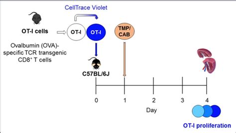Enhanced Activation Of Cd8 And Cd4 T Cells By A Vaccine Targeting