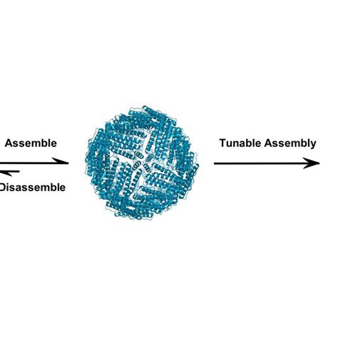 Overview Of The Assembly Processes Resulting In Protein Cage