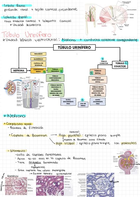 SOLUTION Histolog A Sistema Urinario Studypool
