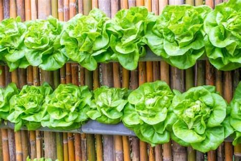 11 Vertical Garden Mistakes To Avoid Urban Garden Gal