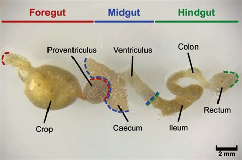 Teleogryllus Occipitalis Microbial Ecology