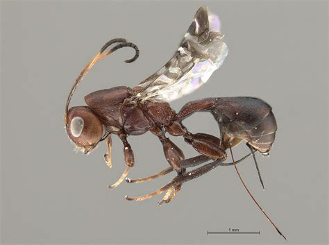 Alysiinae Identification Keys Waspweb