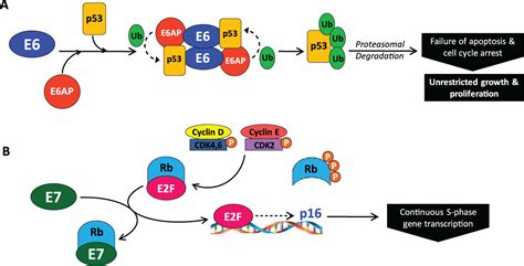 Hpv And The Cell Cycle