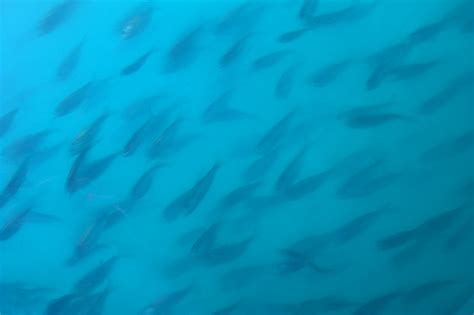 흐린 움직임 푸른 물속에서 작은 물고기가 움직이는 물 표면 바다빙어에 대한 스톡 사진 및 기타 이미지 바다빙어 수영 동작 활동 수중 Istock