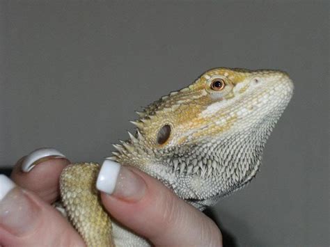 Help In Sexing Reptile Forums