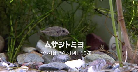 ムサシトミヨ 株式会社モンタージュ MONTAGE Inc