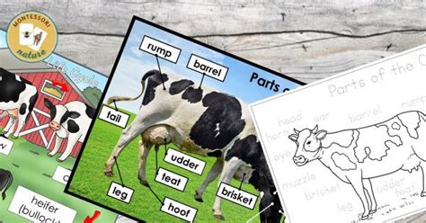 Cow Life Cycle Parts Of A Cow Activities Montessori Nature