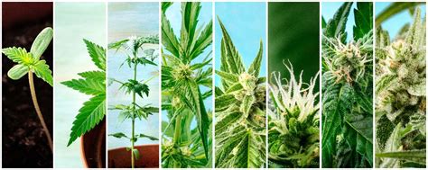 Cannabis Vegetative Growth The Science Behind It
