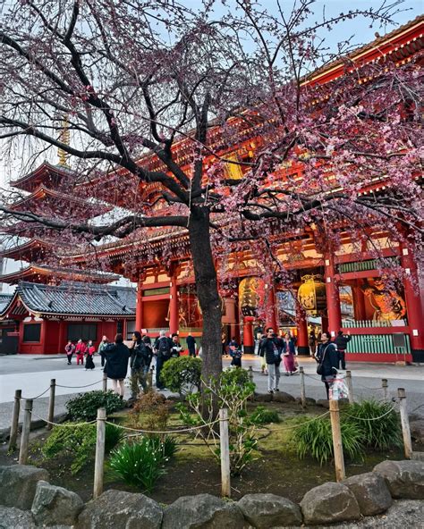 日本自助旅遊中毒者 林氏璧 我再說一次：日本流感大流行已過高峰。 我看到有些網友因為此次大s的不幸事件，忽然才驚覺日本流感嚴重，接下來2月甚至3~4月要出發的都在驚慌