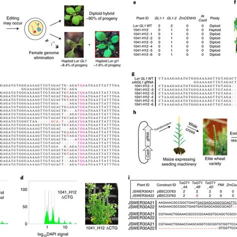 One Step Genome Editing Of Elite Crop Germplasm During Haploid