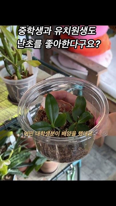 원종 교배종 난초키우기 난초 취미생활 취미 취미부자 식물인테리어 식물키우기 식물 식집사 초보식물 반려식물 정원놀이 Plants Youtube