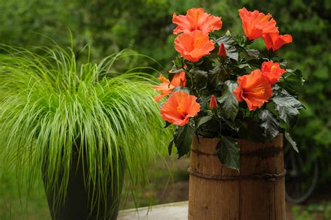 How To Grow Tropical Hibiscus In Containers Gardeners Path