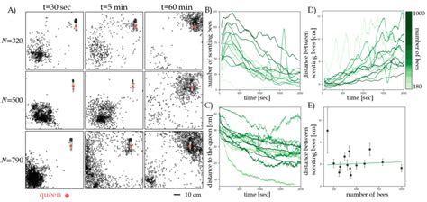 Distance Between Scenting Bees Is Invariant To Bee Density A Example Download Scientific