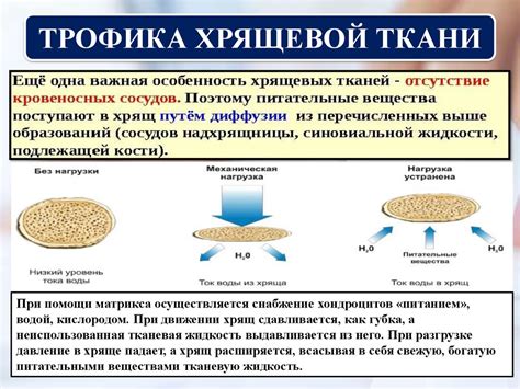 Биохимия хрящевой ткани. Минерализованные ткани мезенхимального ...