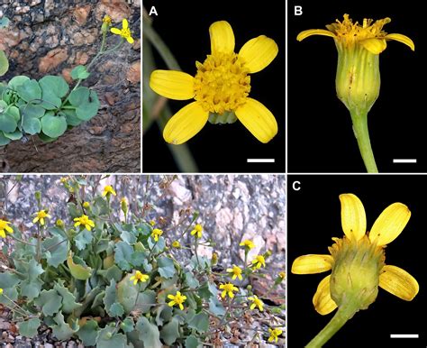 Species New To Science [botany • 2022] Senecio Namibensis Asteraceae Senecioneae • A New