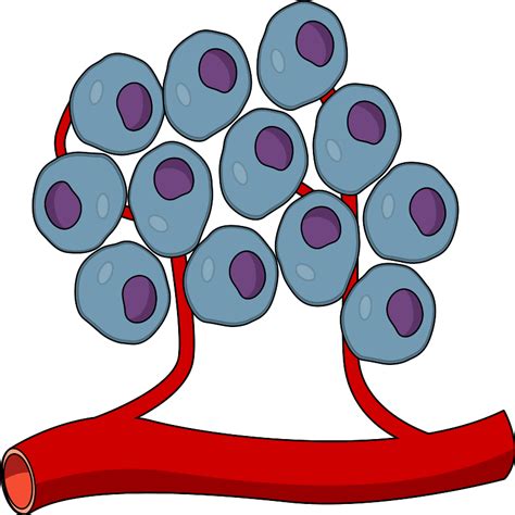 Tumor Cancer Cell Mass Hypoxia Figure Science Figures