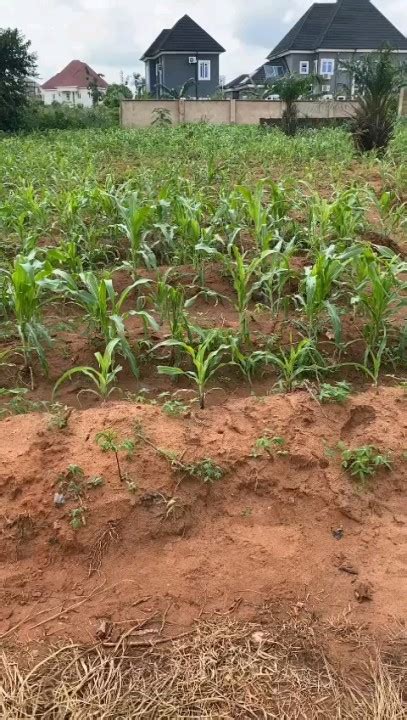 Edochie Agaptus On Linkedin Investment Nigeria Luxurycars Realestate Nigeriansindiaspora…