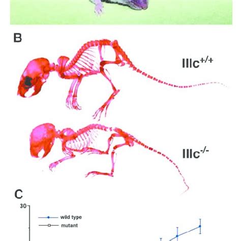 Dwarfism And Abnormal Skull Shape In Homozygous Fgfr2iiic Mutants A Download Scientific